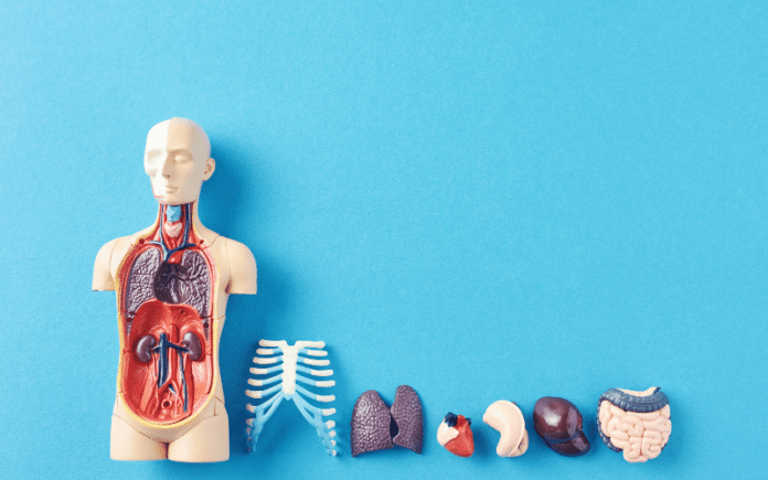 Understanding Multiple Organ Dysfunction Syndrome (MODS): A Closer Look ...