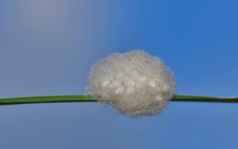 Say Ahh! Exploring the Top 10 Symptoms of Oral Mucocele