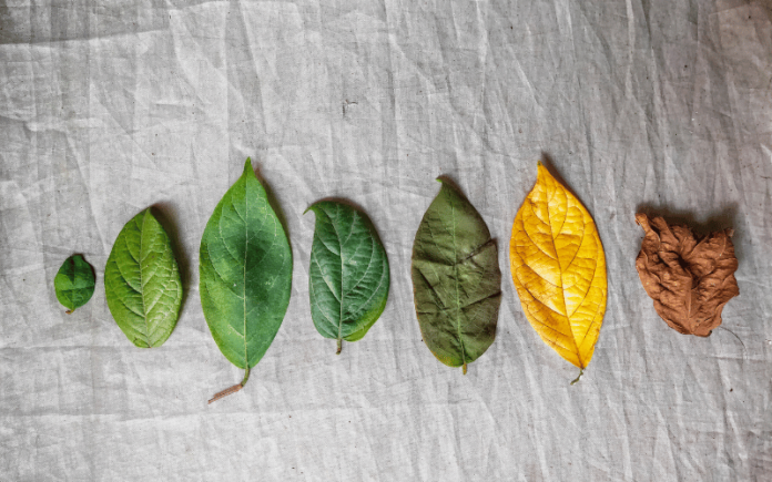 Filiform Warts: What They Are and How to Tackle Them - Page 4 of 11