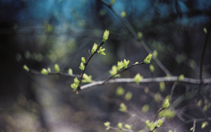 Greenstick Fractures: Understanding This Common Childhood Injury